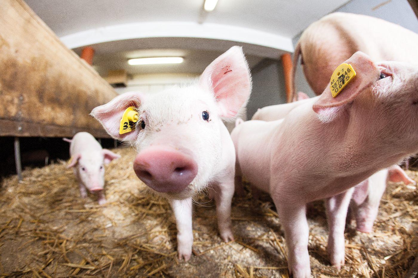 Fachschulen | LLA Rotholz